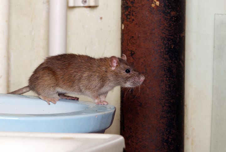 How can a rat chew through concrete? - Exterminator Brantford